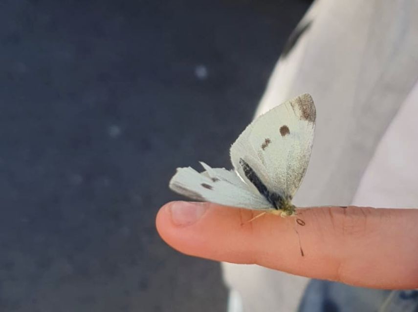 Un fluture rănit - Mihai Vasilescu